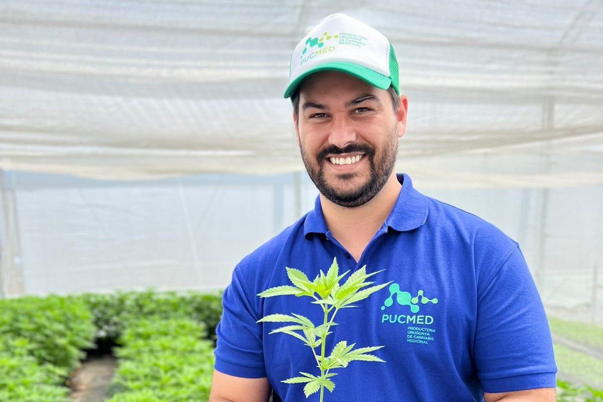 Startup de cannabis medicinal quer ser 1ª do ramo a lançar IPO na B3 ...